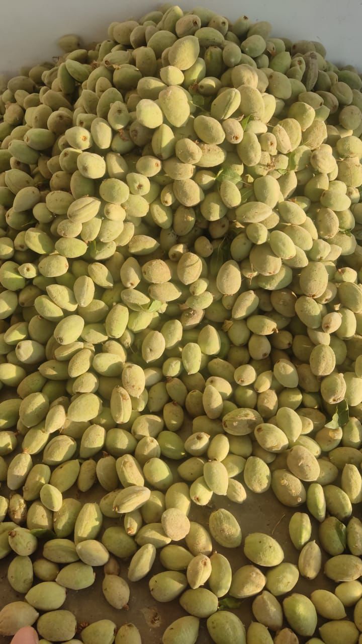 HARA BADAM ( GREEN ALMOND ) – THE ALTITUDE STORE